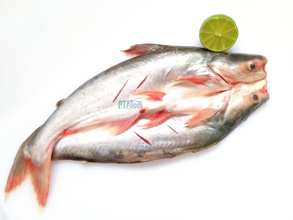 Pangasius Butterfly – Hung Phuc Thinh Food Joint Stock Company (PTFOOD)
